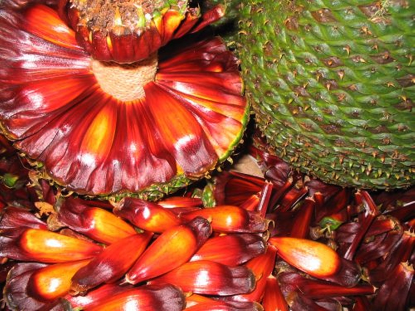 Festa do Pinhão - Prefeitura de Pinhão - PR