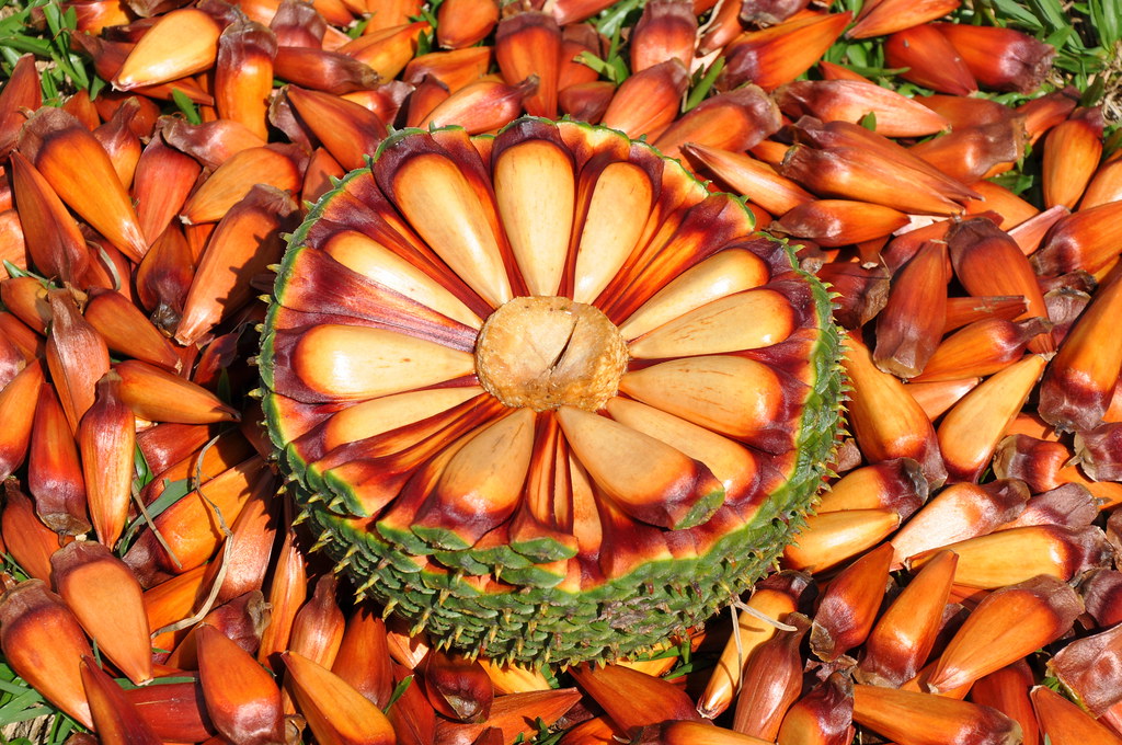 Festa do Pinhão - Prefeitura de Pinhão - PR